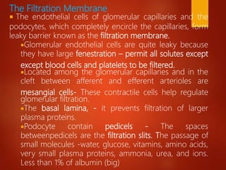 Physiology of urine formation | PPTX