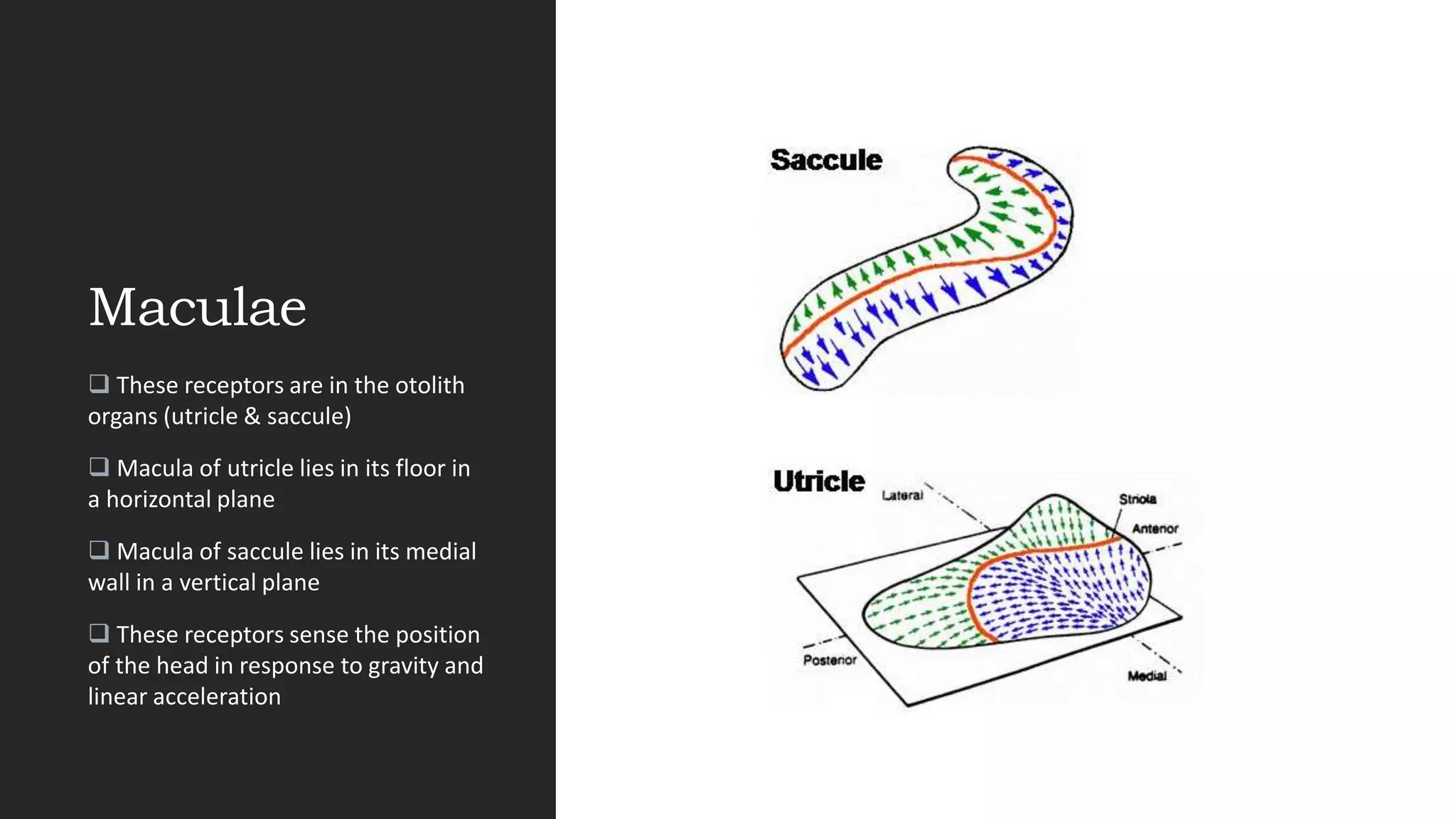 Physiology of vestibular system | PPTX