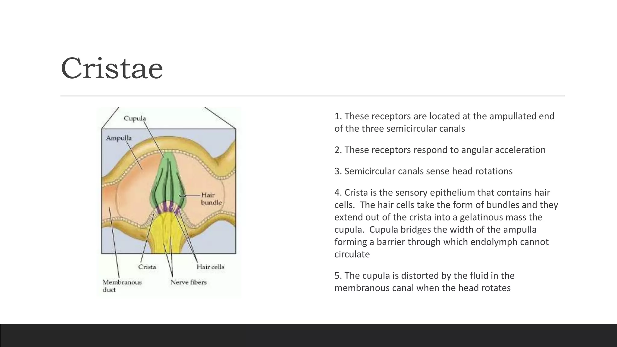 Physiology of vestibular system | PPTX