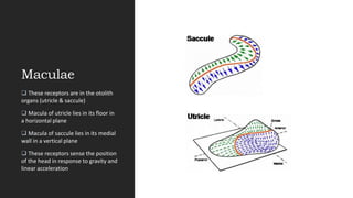 Physiology of vestibular system | PPTX