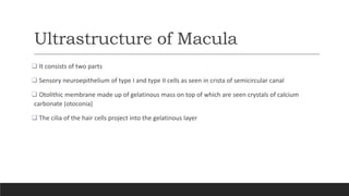 Physiology of vestibular system | PPTX