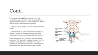 Physiology of vestibular system | PPTX | Brain and Nervous System ...