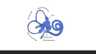 Physiology of vestibular system | PPTX