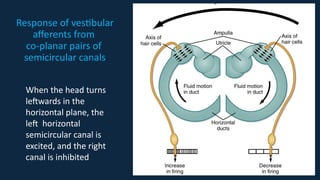Physiology of Vestibular system.pptx bbnn | PPTX