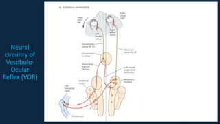 Physiology of Vestibular system.pptx bbnn | PPTX