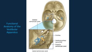 Physiology of Vestibular system.pptx bbnn | PPTX