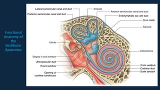 Physiology of Vestibular system.pptx bbnn | PPTX
