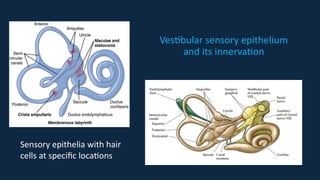 Physiology of Vestibular system.pptx bbnn | PPTX