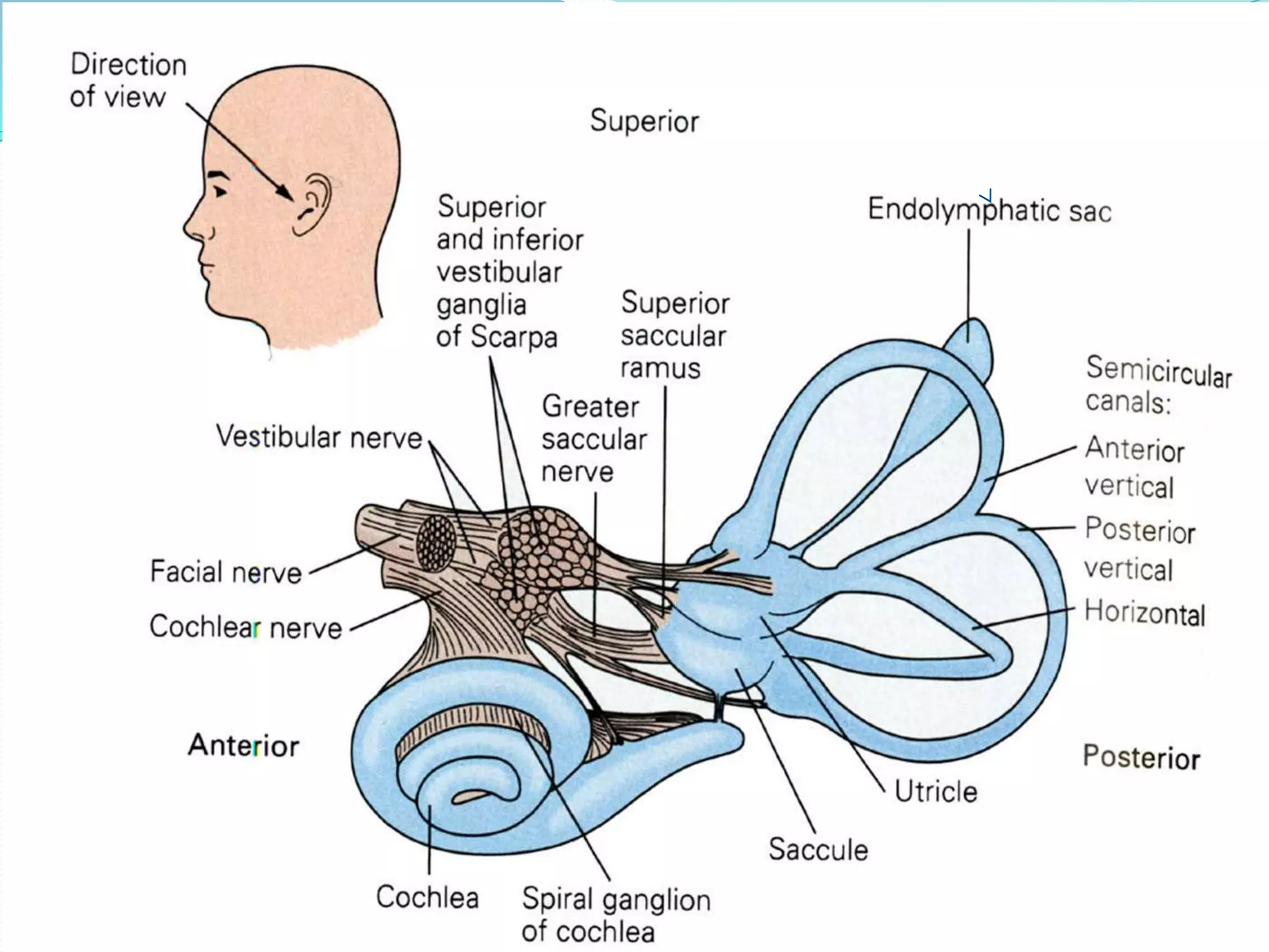 Anatomy Physiology Of Vestibular System PPTX
