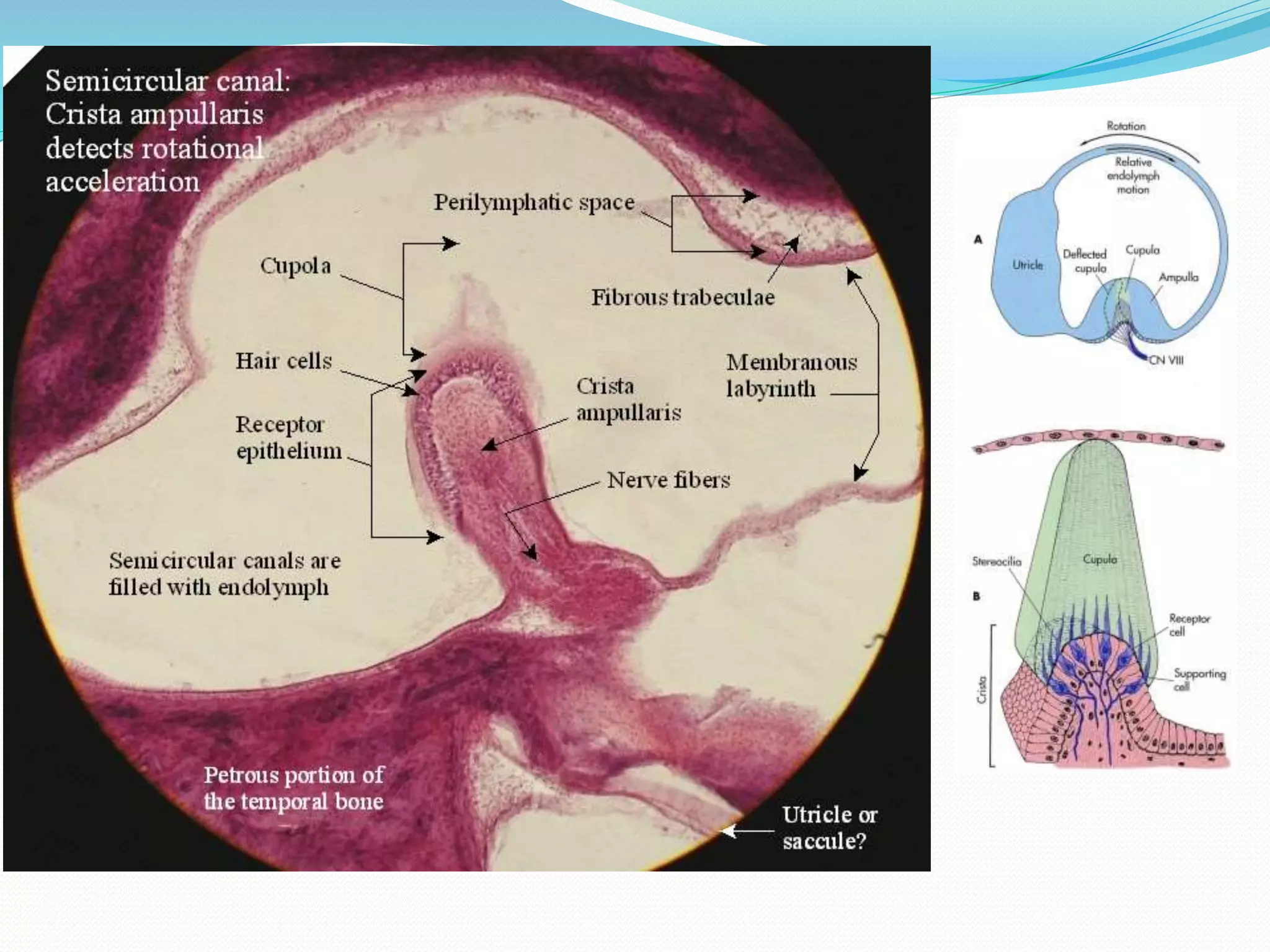 Anatomy & Physiology Of Vestibular System | PPTX