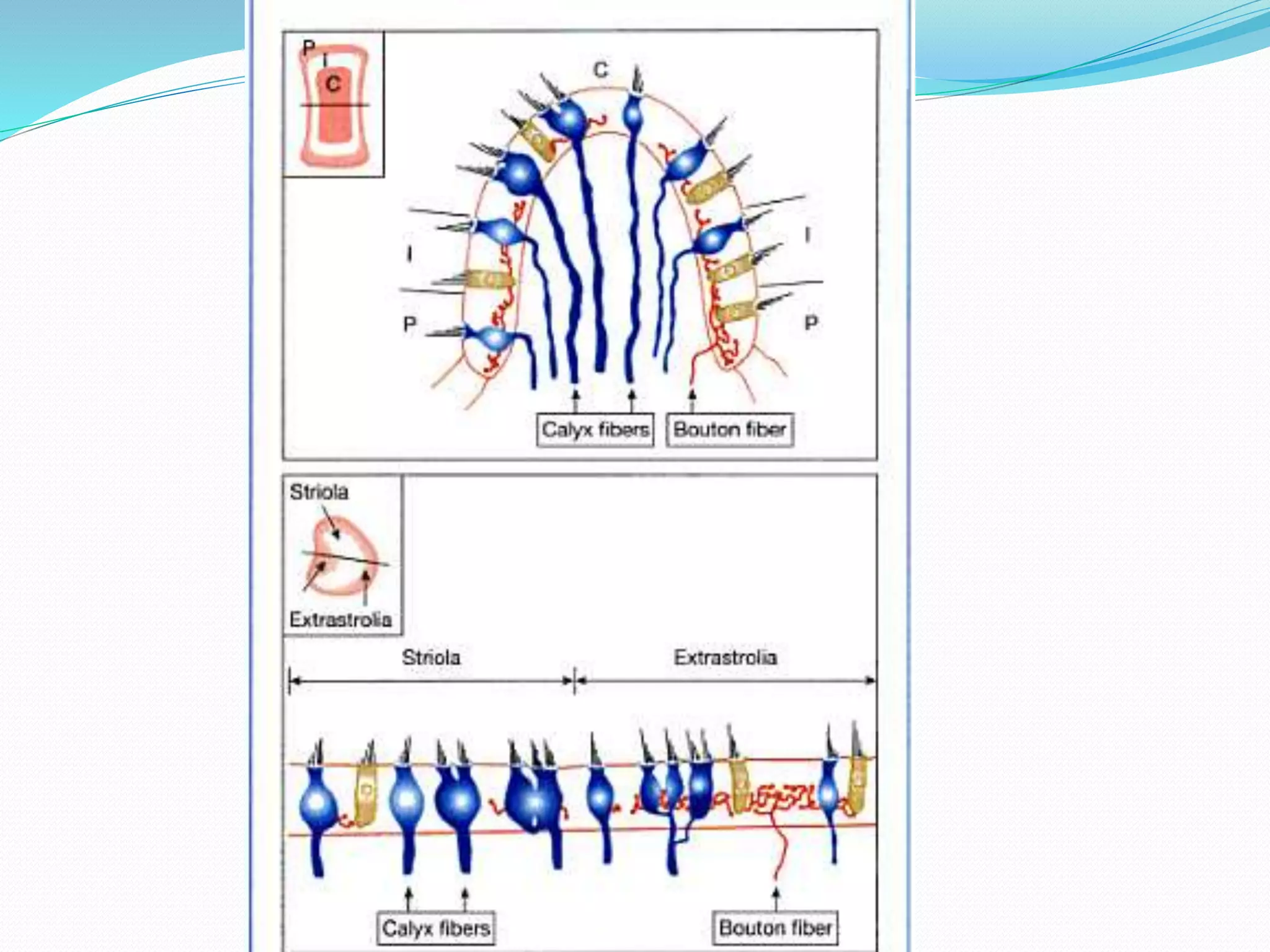Anatomy & Physiology Of Vestibular System | PPTX