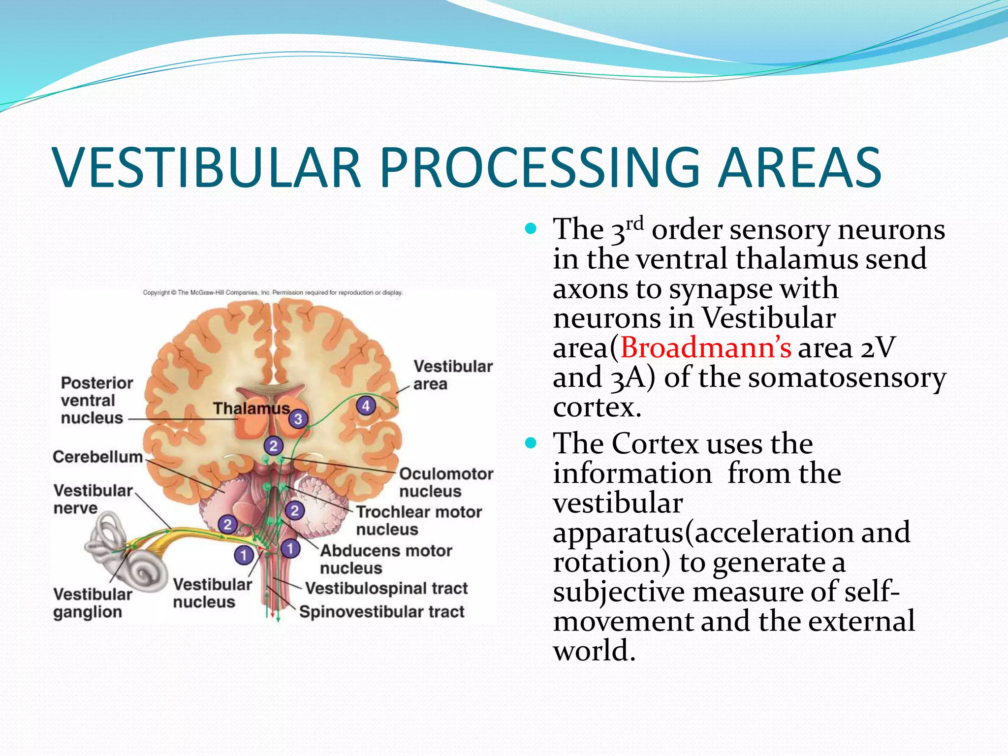 Anatomy & Physiology Of Vestibular System | PPTX
