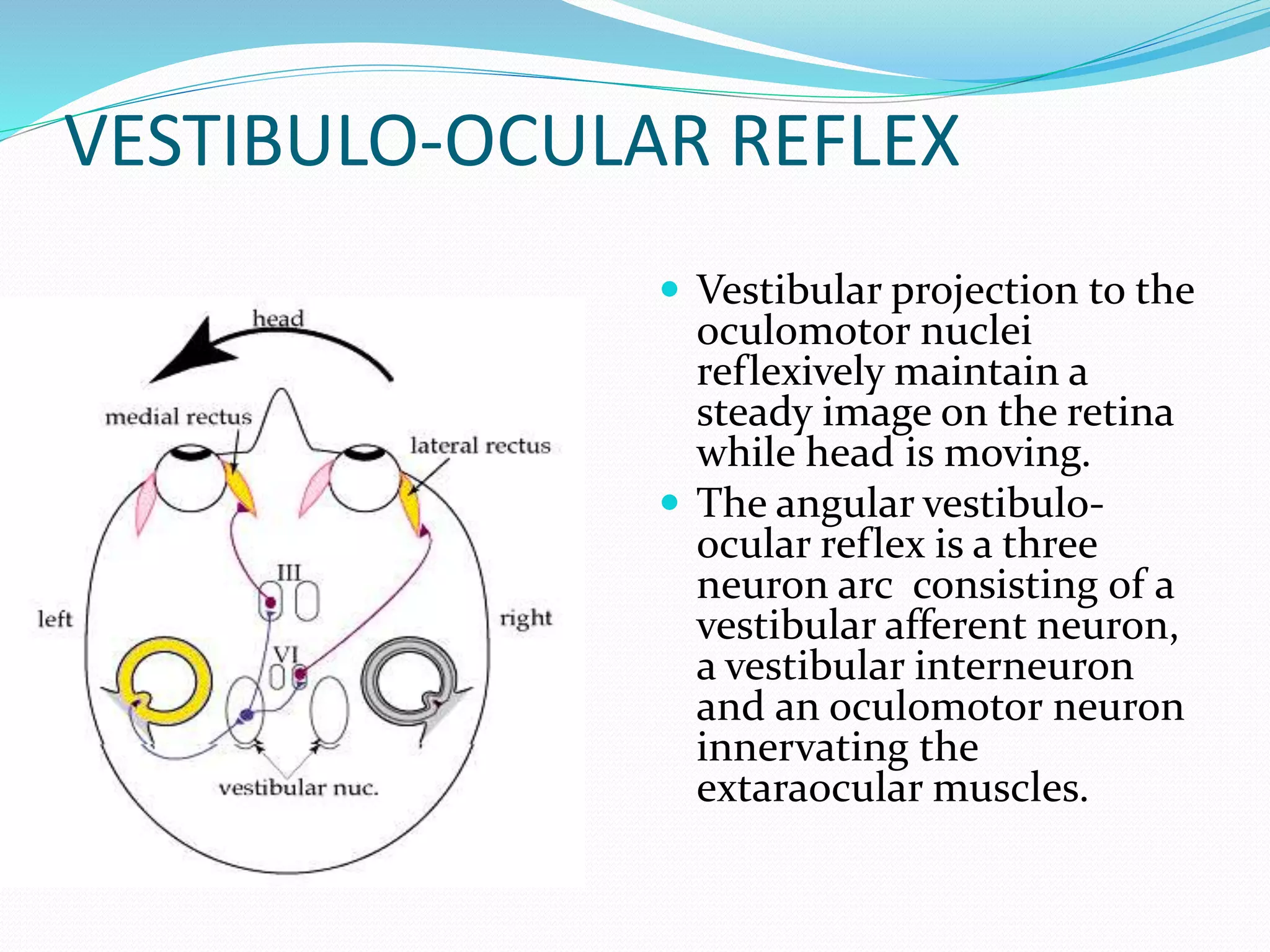Anatomy & Physiology Of Vestibular System | PPTX