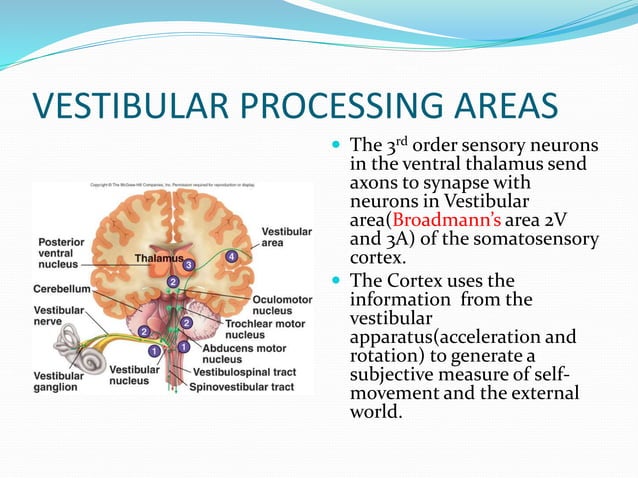 Anatomy & Physiology Of Vestibular System | PPTX