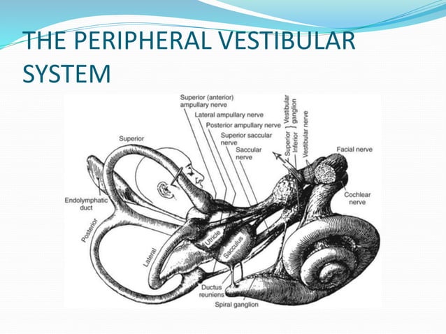 Anatomy & Physiology Of Vestibular System | PPTX