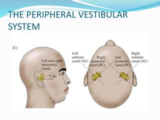 Anatomy & Physiology Of Vestibular System | PPTX