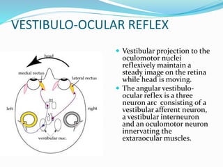 Vestibular Reflexes