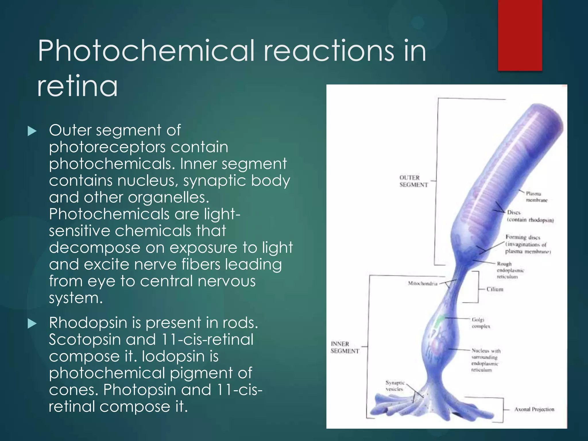 Physiology of vision | PPTX