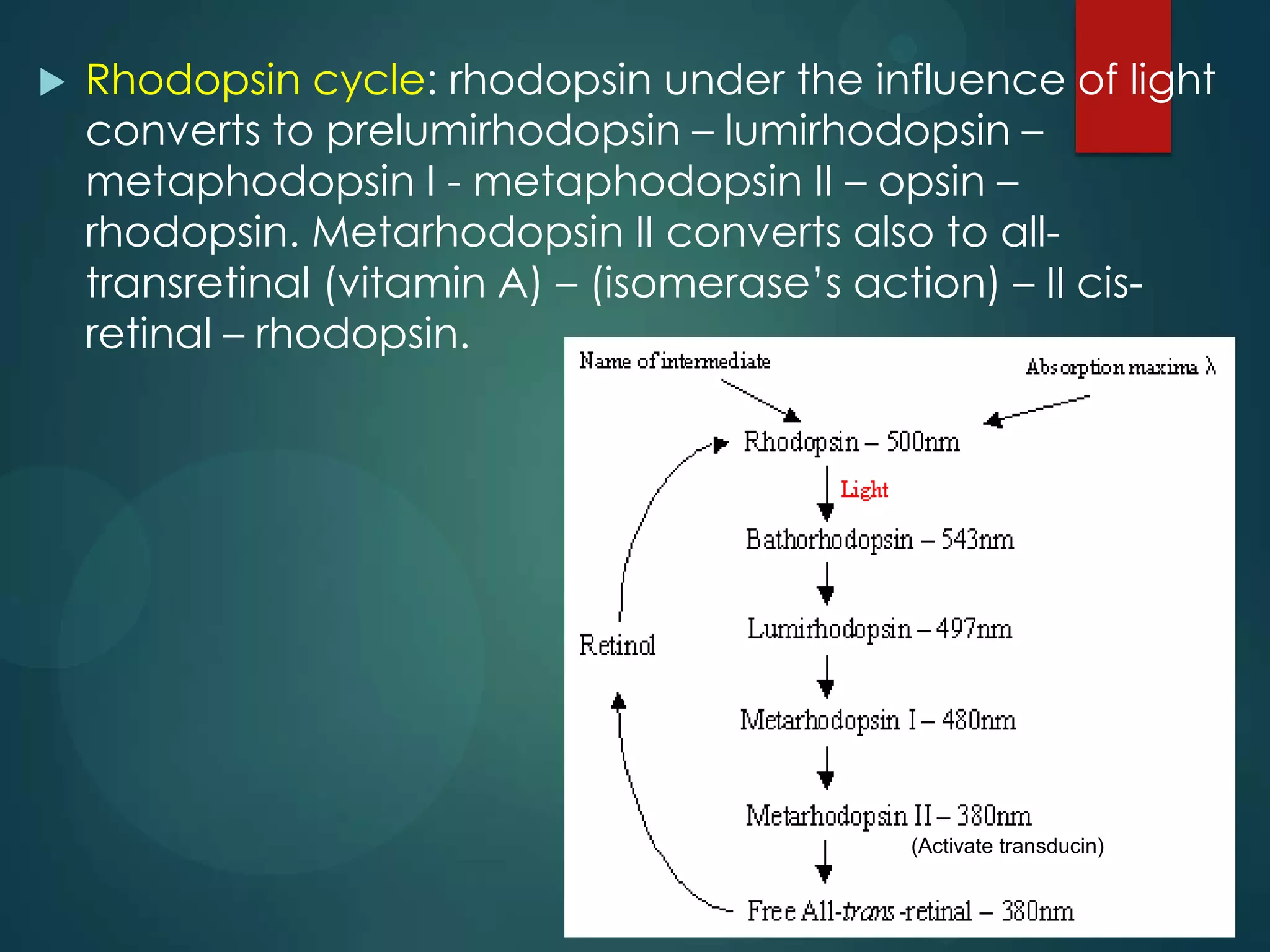 Physiology of vision | PPTX
