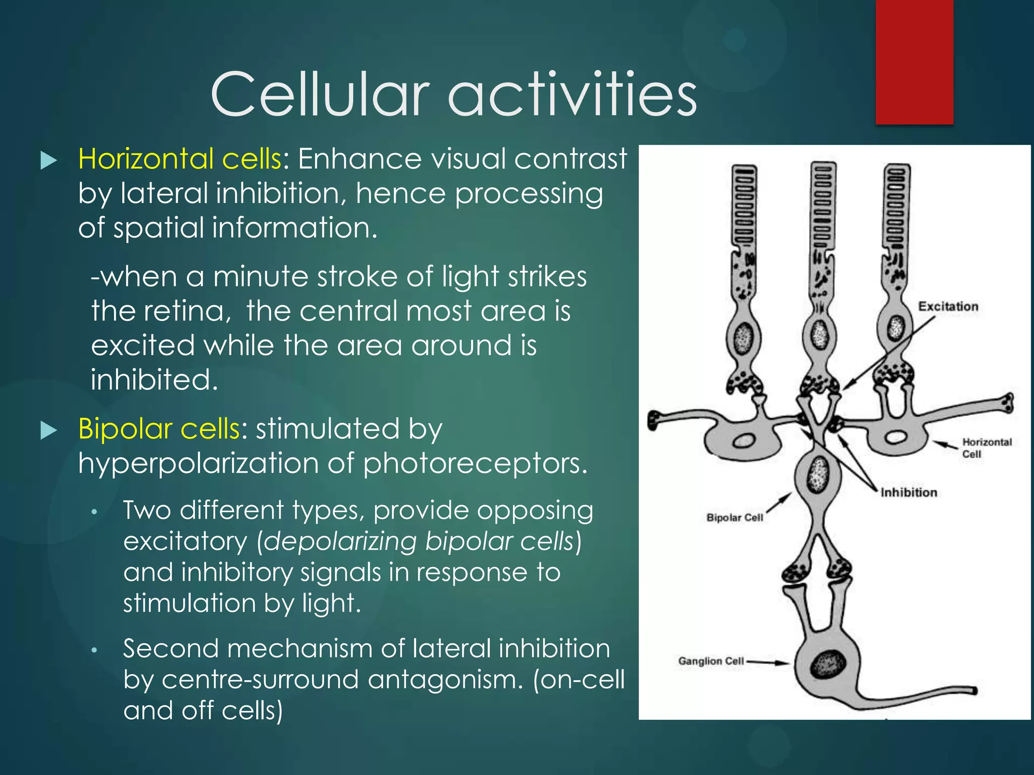 Physiology of vision | PPTX