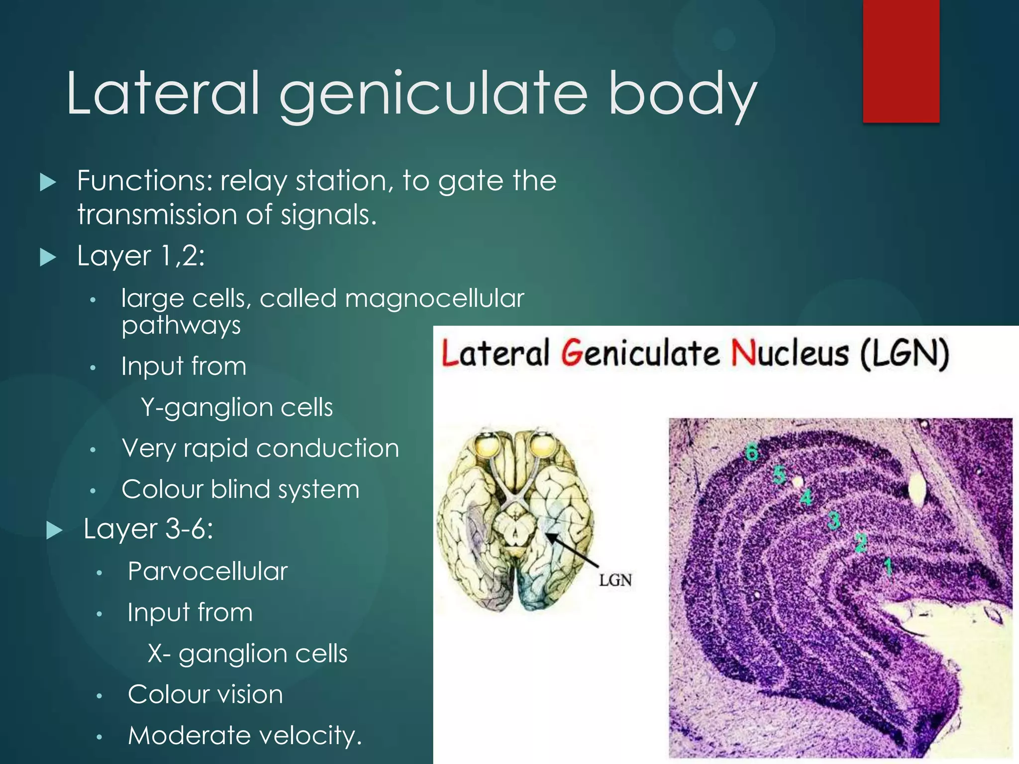 Physiology of vision | PPTX