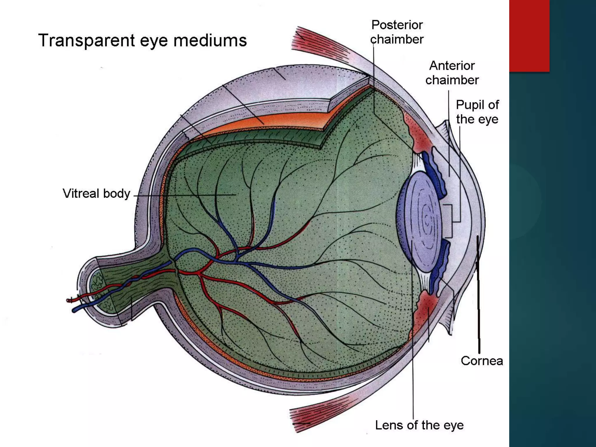 Physiology of vision | PPTX