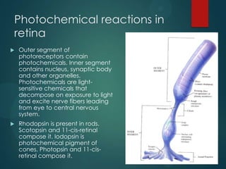 Physiology of vision | PPTX