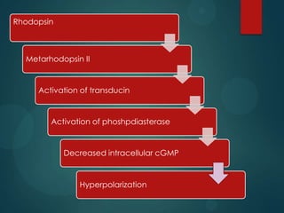 Physiology of vision | PPTX