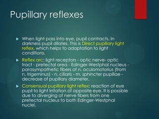 Physiology of vision | PPTX