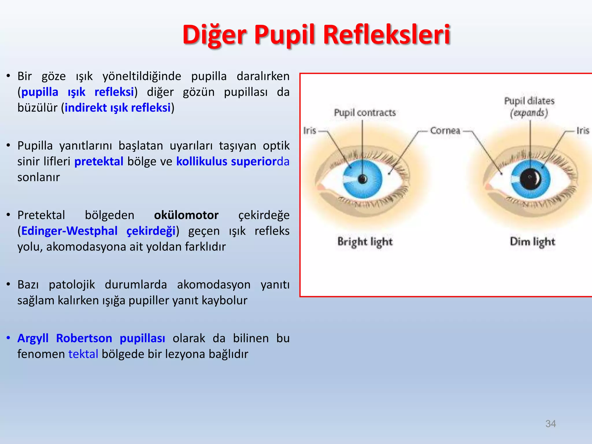 Physiology of vision | PPTX