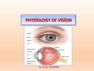 Physiology of vision | PPTX