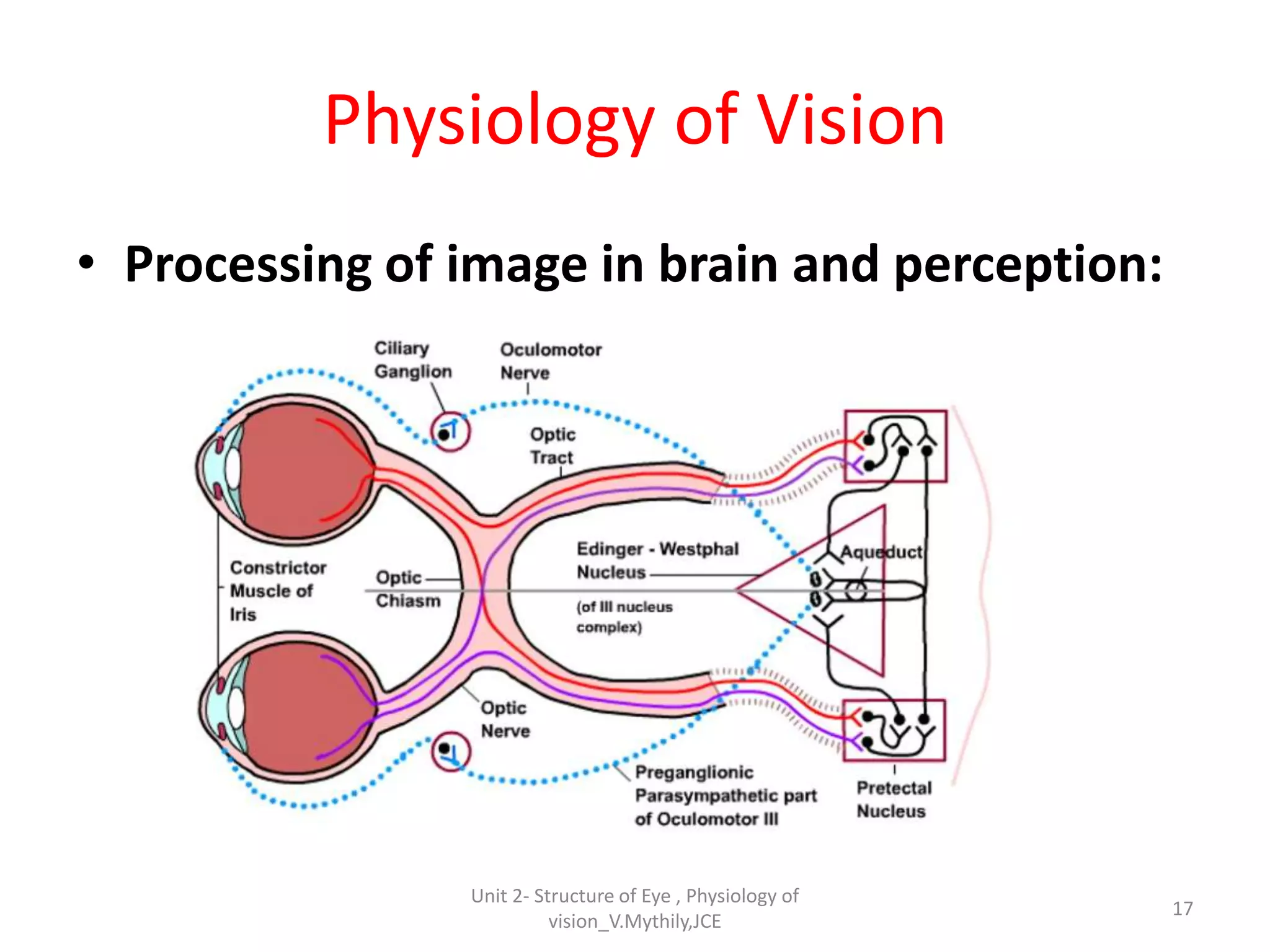 Physiology of Vision.ppt