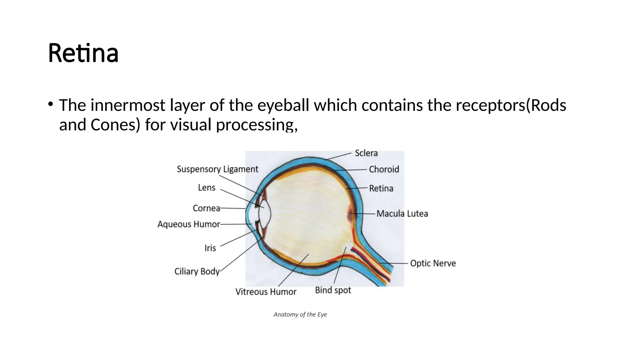 Physiology of Vision and vision pathway.pptx