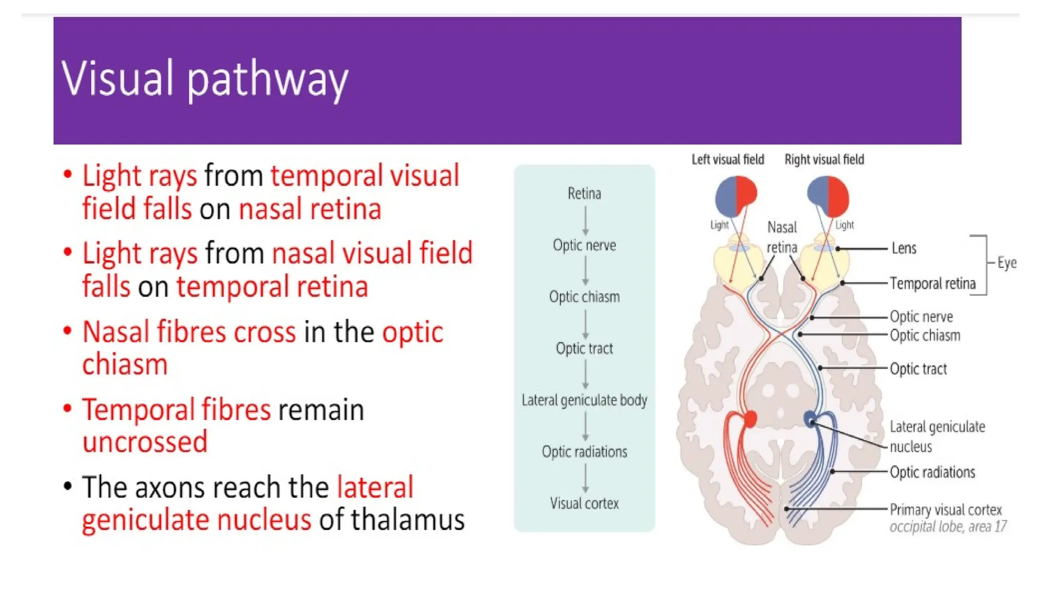 Physiology of Vision and vision pathway.pptx