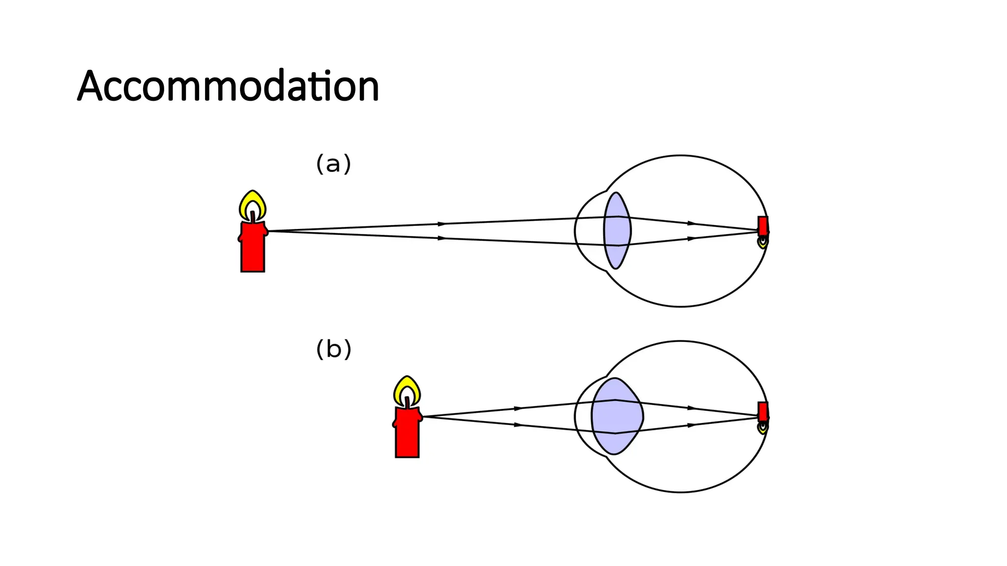 Physiology of Vision and vision pathway.pptx