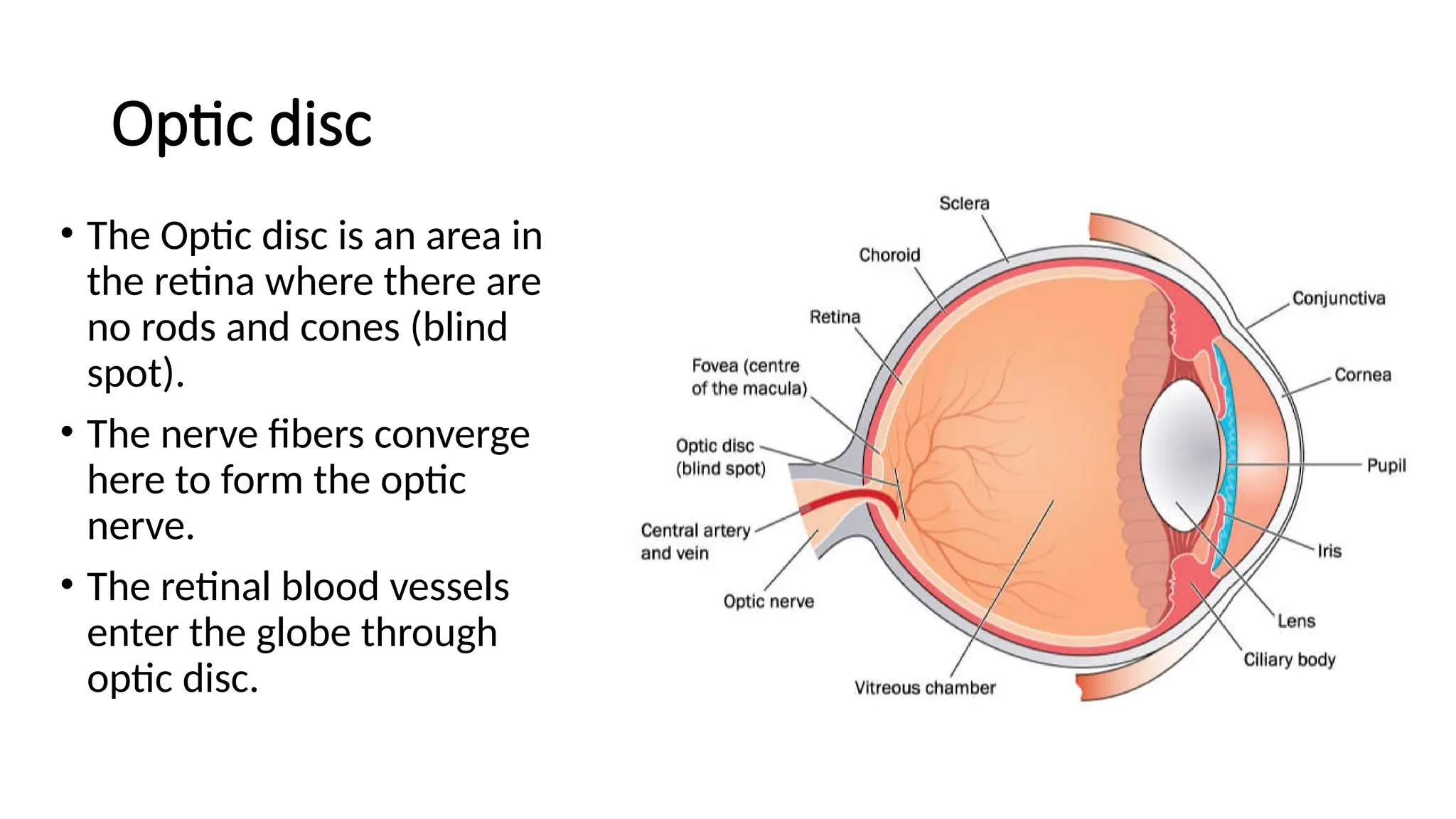 Physiology of Vision and vision pathway.pptx