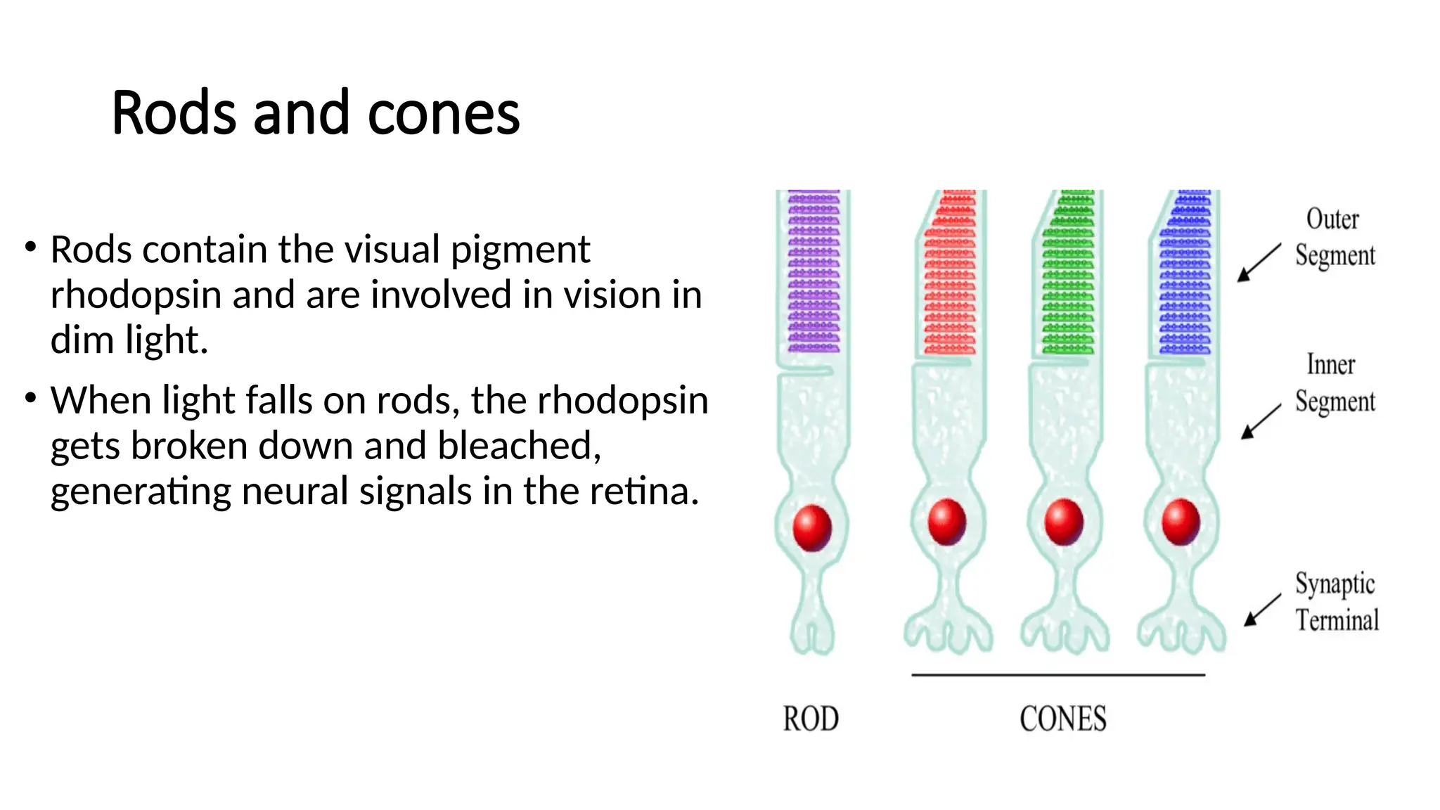 Physiology of Vision and vision pathway.pptx