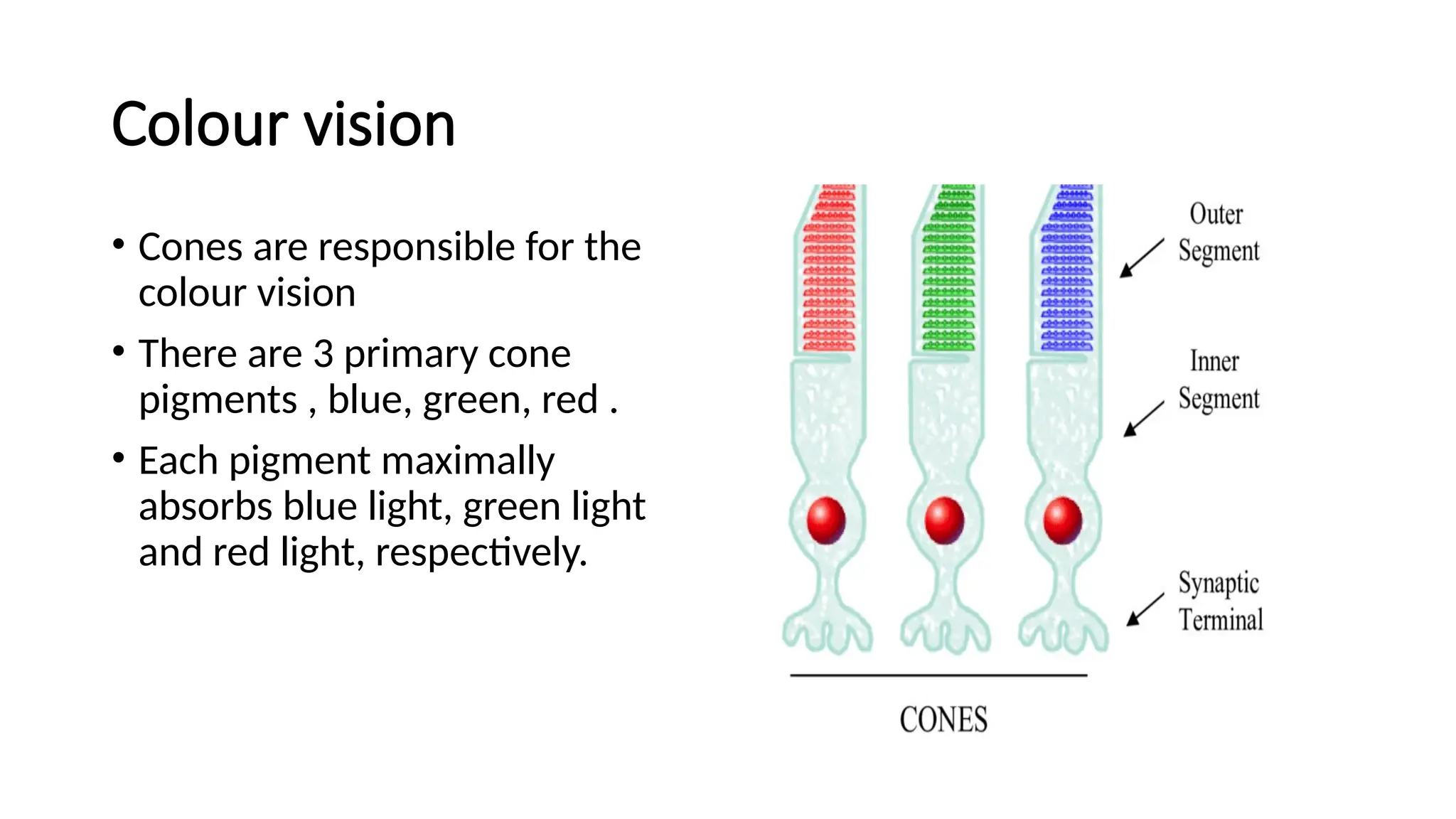 Physiology of Vision and vision pathway.pptx