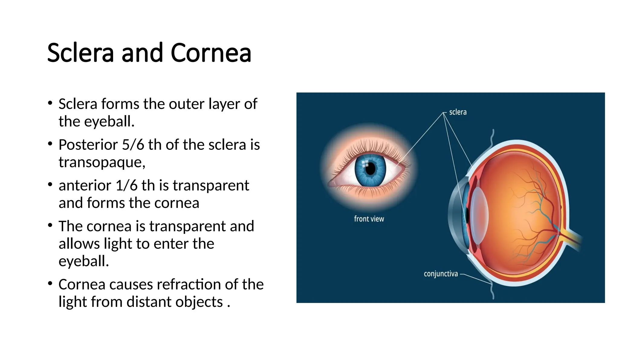 Physiology of Vision and vision pathway.pptx