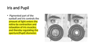 Physiology of Vision and vision pathway.pptx
