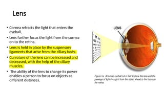 Physiology of Vision and vision pathway.pptx