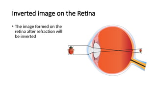 Physiology of Vision and vision pathway.pptx