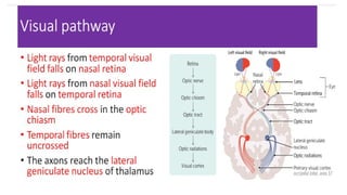 Physiology of Vision and vision pathway.pptx