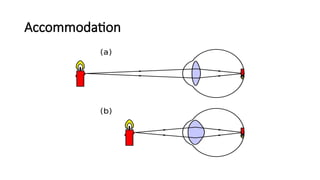 Physiology of Vision and vision pathway.pptx