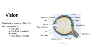 Physiology of Vision and vision pathway.pptx