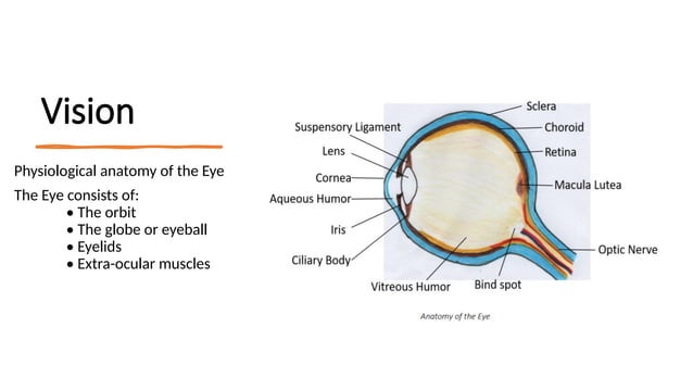 Physiology of Vision and vision pathway.pptx