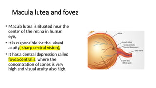 Physiology of Vision and vision pathway.pptx