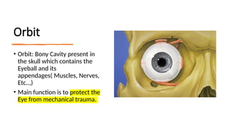 Physiology of Vision and vision pathway.pptx