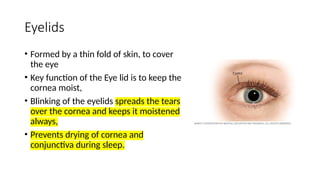 Physiology of Vision and vision pathway.pptx