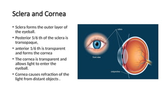 Physiology of Vision and vision pathway.pptx